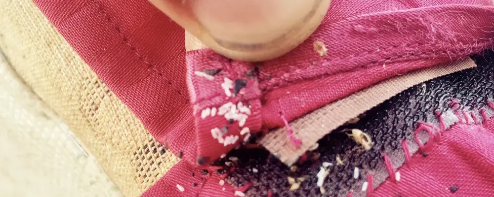 Bed Bug Prevention Tips for Vacation & Summer Camp: Expert Guide ...