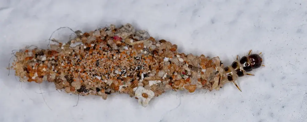 What You Need to Know About Plaster Bagworms in Florida | Plaster ...