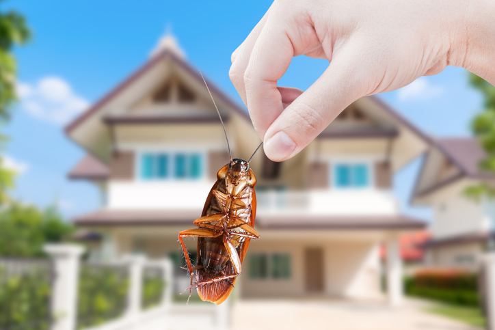 Stop German Roach Infestations in Florida: The Ultimate Prevention ...