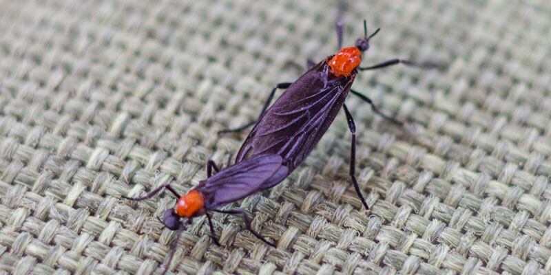 Lovebug Season in Florida | What Homeowners Need to KnowLovebug Season ...