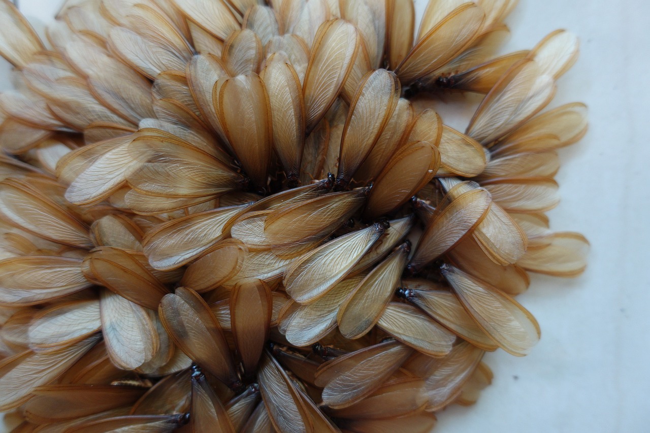 Termite Wings: What Do They Look Like And What To Do Next