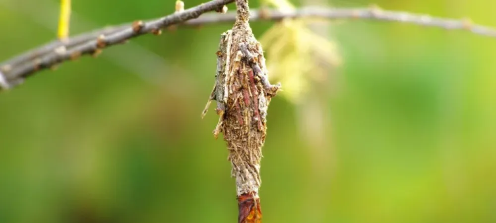 Plaster Bagworms Are Targeting Florida - How to Stop Them